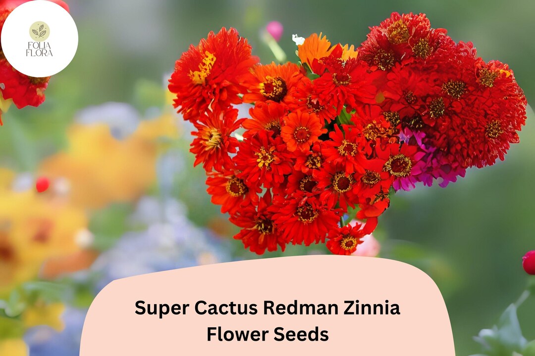 Super Cactus Redman Zinnia Seeds – Bold Red Spiky Flowers - Etsy