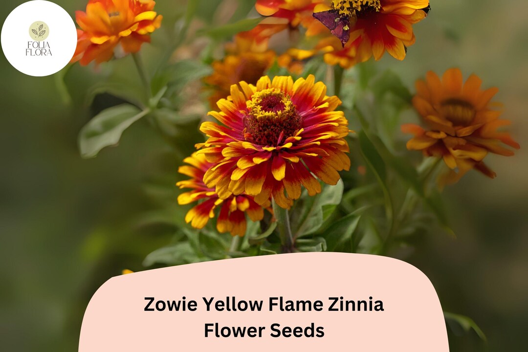 100+ Zowie Yellow Flame Zinnia Seeds – Bold Bi-color Blooms for Garden ...