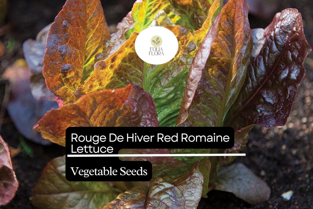 Rouge De Hiver Lettuce Seeds | Red Romaine, Heirloom Non-gmo (1g) - Etsy