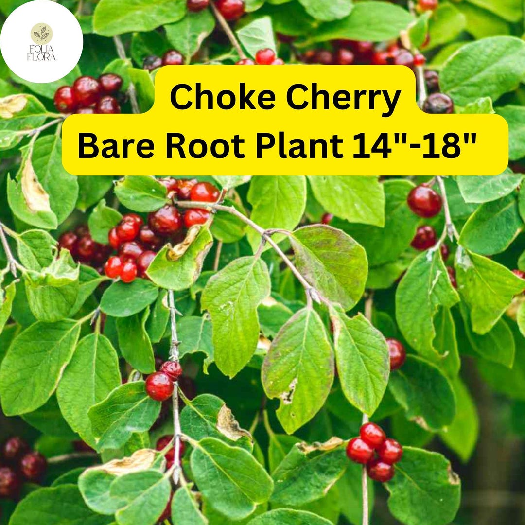 Choke Cherry Tree - Prunus Virginiana - Live Bare Root Plant for ...