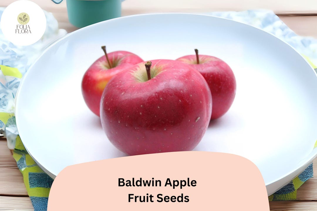 Baldwin Apple Seeds (25+) | Heirloom Cold Hardy Fruit Tree - Etsy