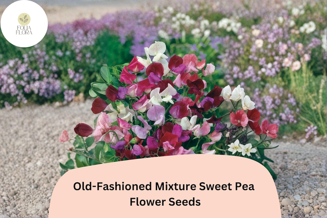 50+ Old-fashioned Mixture Sweet Pea Seeds | Fragrant Mixed Colors ...