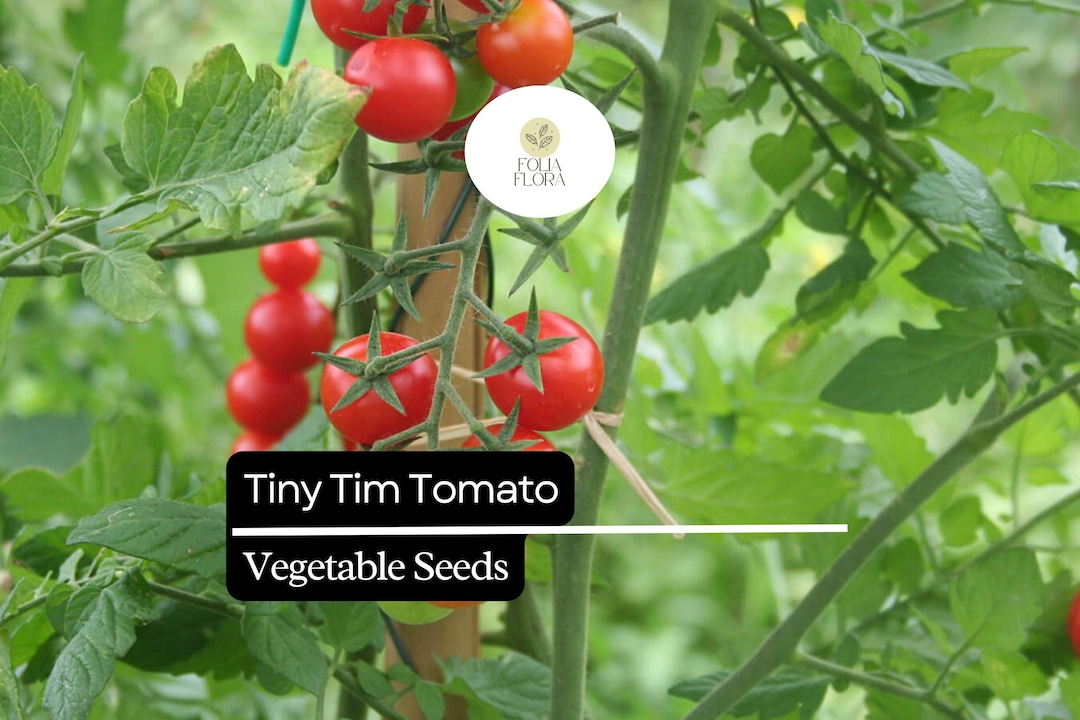 Tiny Tim Tomato Seeds – Dwarf Cherry Tomato Variety - Etsy