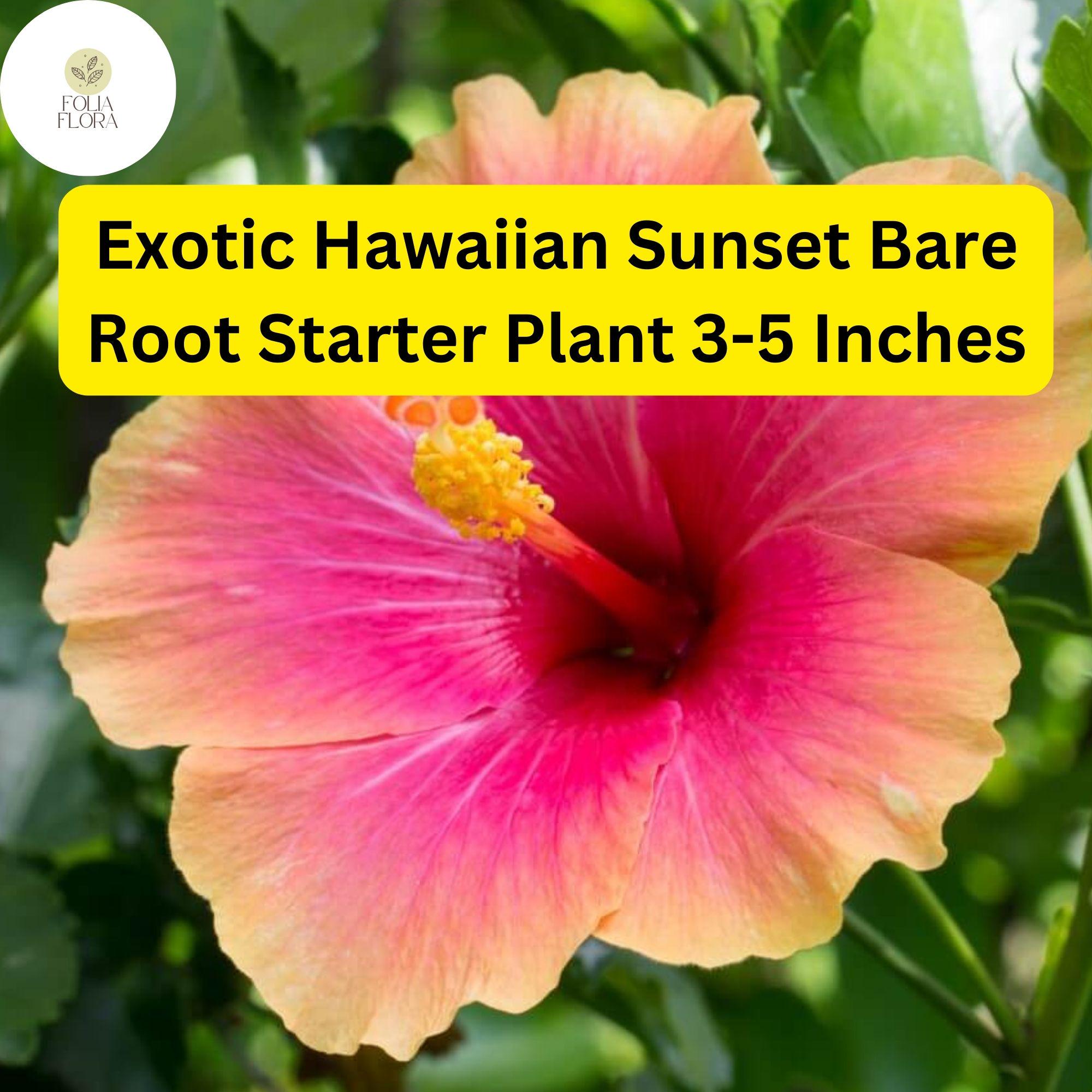 1 Hibiscus Rosa-sinensis 'hawaiian Sunset Fiesta' - Exotic Hibiscus ...