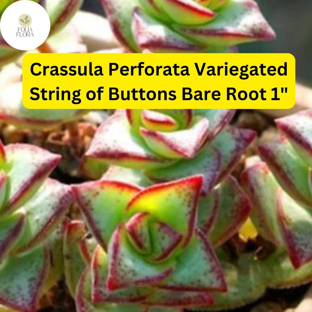 Crassula Perforata Variegated ‘string of Buttons’ | 2 Bare Root 1" Live ...