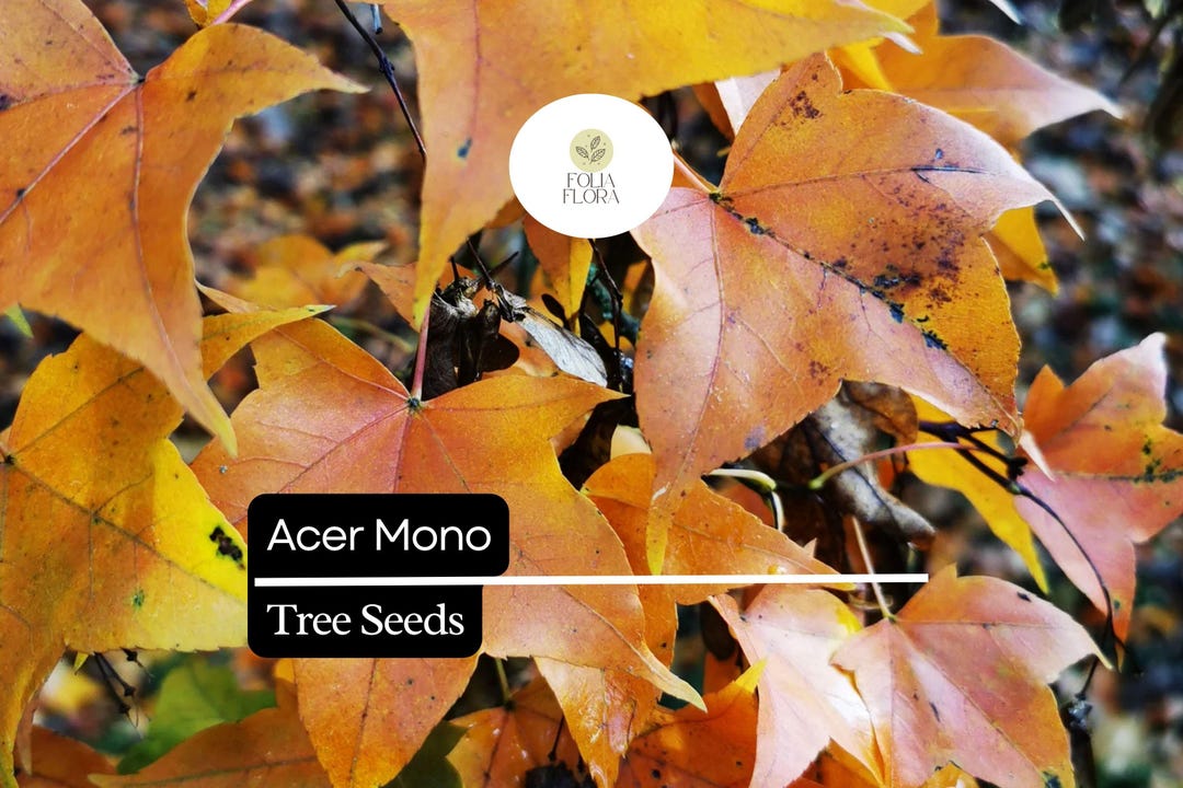 10 Seeds Acer Mono, Painted Maple Tree, Hardy Deciduous Shade Tree With ...