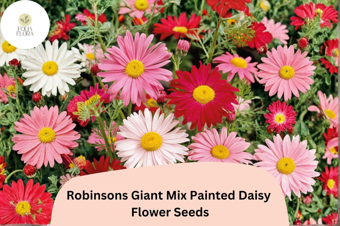 200+ Robinsons Giant Mix Painted Daisy Seeds | Tanacetum Coccineum ...