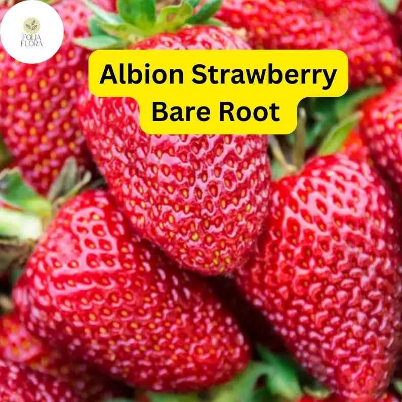 Everbearing Strawberry Plants - "albion" (fragaria X Ananassa) Pack of ...