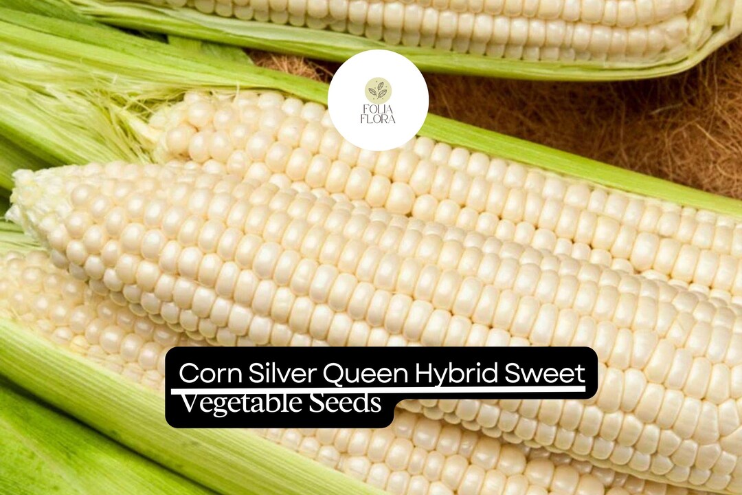 Silver Queen Corn Seeds | High-yield, Sweet Hybrid (1/4 Oz) - Etsy
