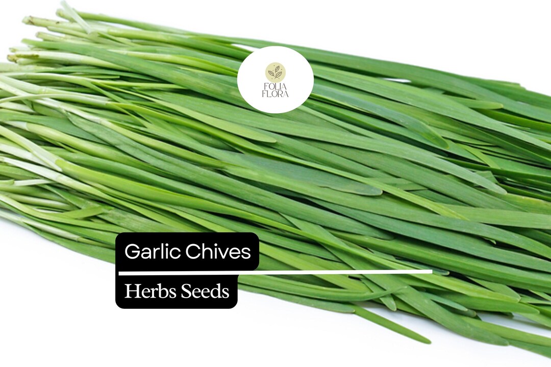 300mg Garlic Chives Seeds Allium Tuberosum | Heirloom, Non-gmo ...