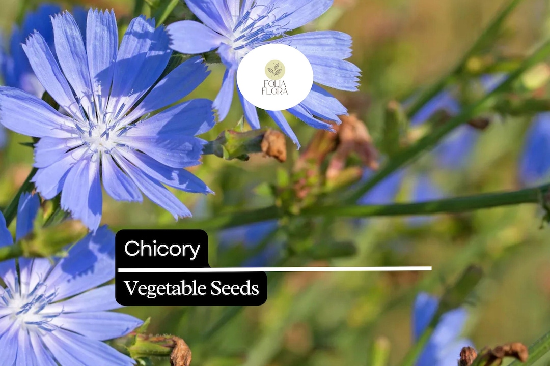 3000 Seeds Chicory, Cichorium Intybus, Heirloom Edible Greens and Root ...