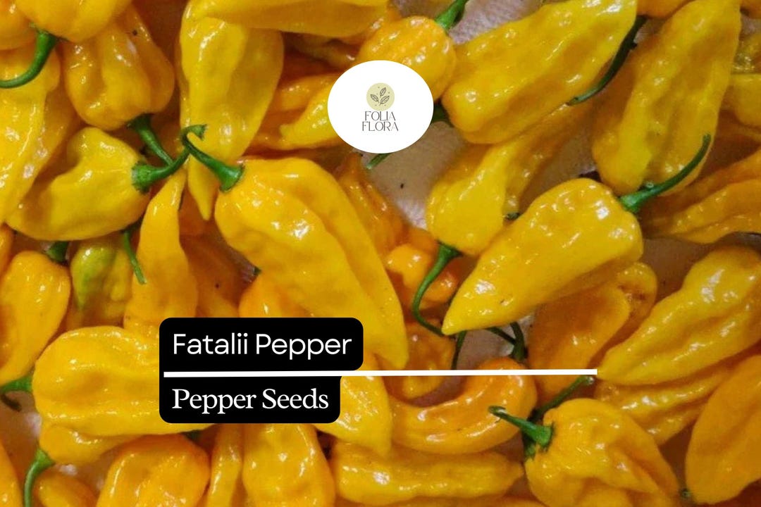 5 Seeds Fatalii Pepper, Capsicum Chinense, Rare Fiery Yellow Chili for ...