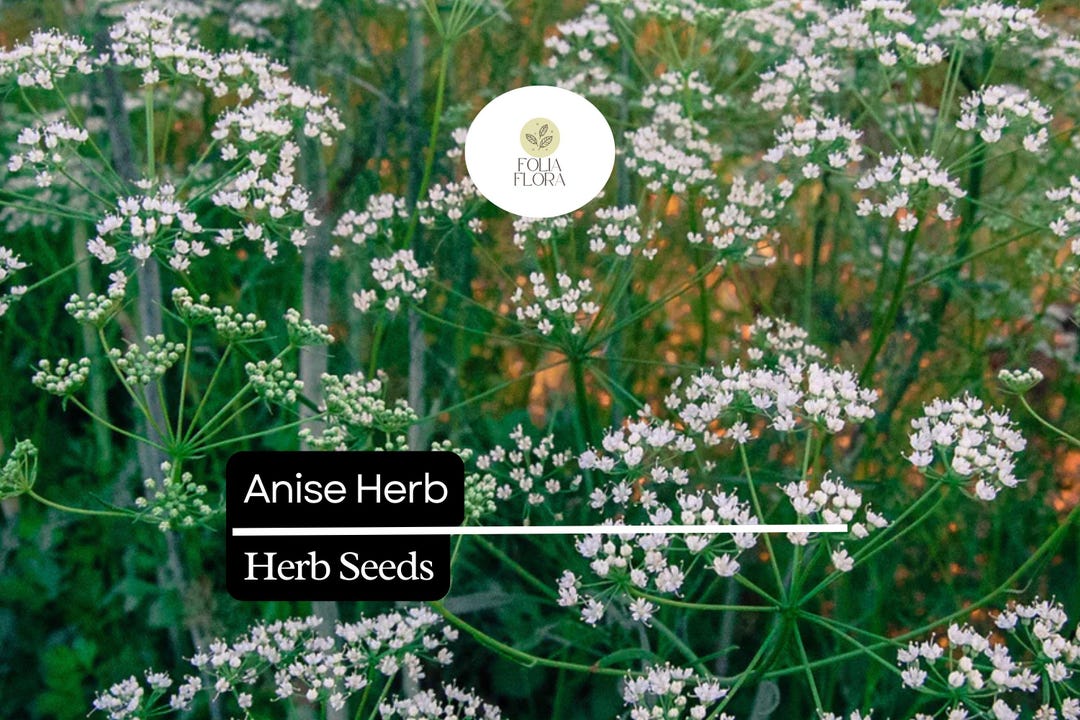 250mg Anise Herb Seeds | Pimpinella Anisum | Culinary Herb for ...