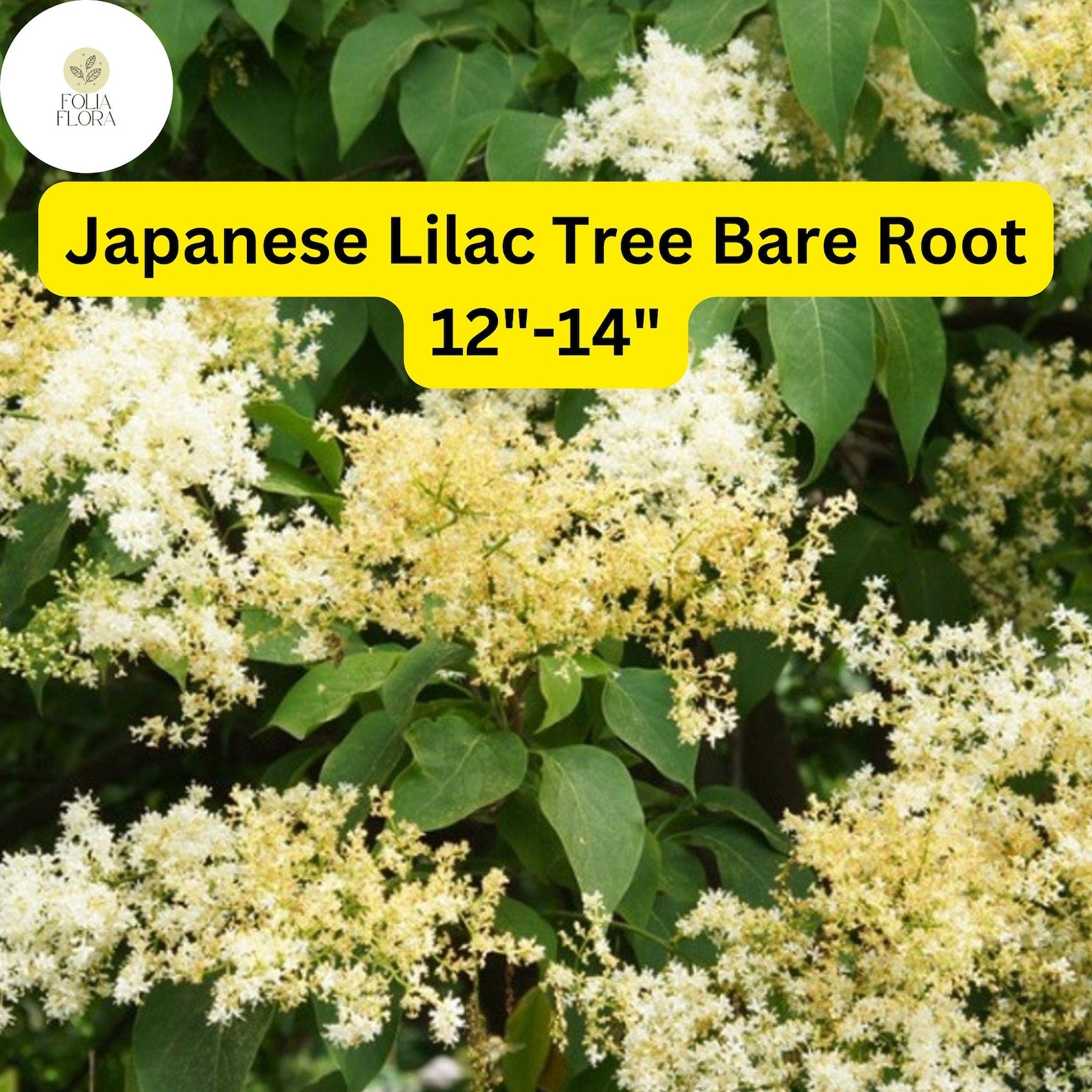 Japanese Lilac Tree – 12-14" Bare Root Syringa Reticulata, Zones 3-7 - Etsy
