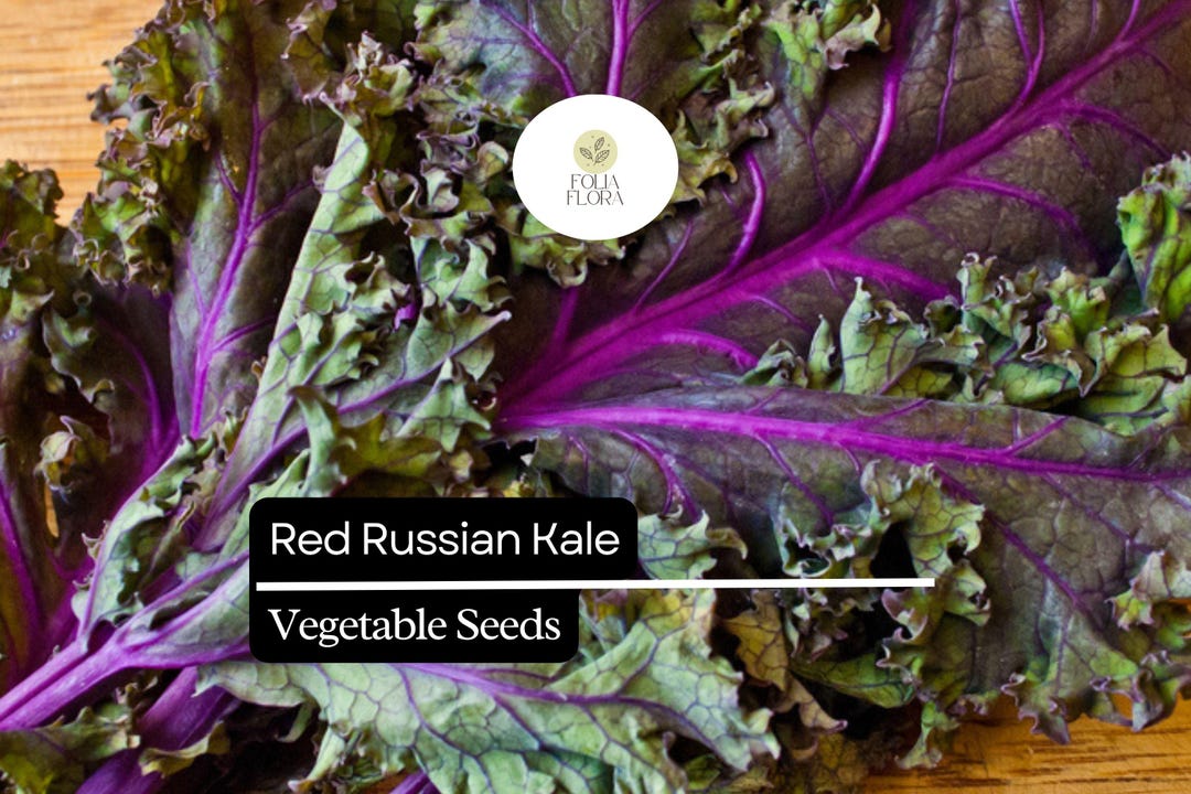 500 Red Russian Kale Seeds – Brassica Napus – Heirloom, Tender & Sweet ...