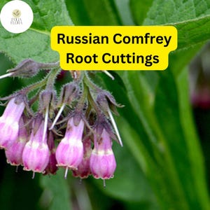 Live Root Cuttings Russian Comfrey - Bocking 14 Cultivar - Perennial ...