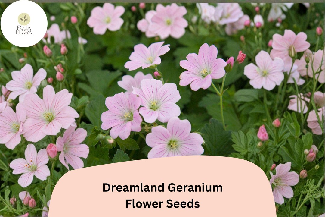 25+ Dreamland Geranium Seeds | Pink Hardy Perennial Cranesbill | Long ...