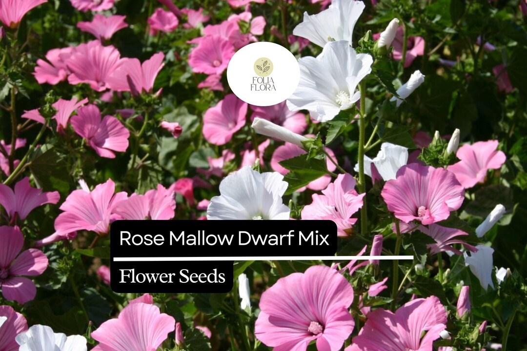 250mg Dwarf Rose Mallow Mix Seeds, Hibiscus Moscheutos, Compact ...