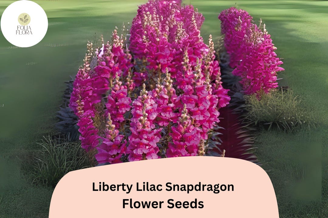 Antirrhinum Majus Liberty Lilac Snapdragon Seeds – 1000+ Soft Lilac ...