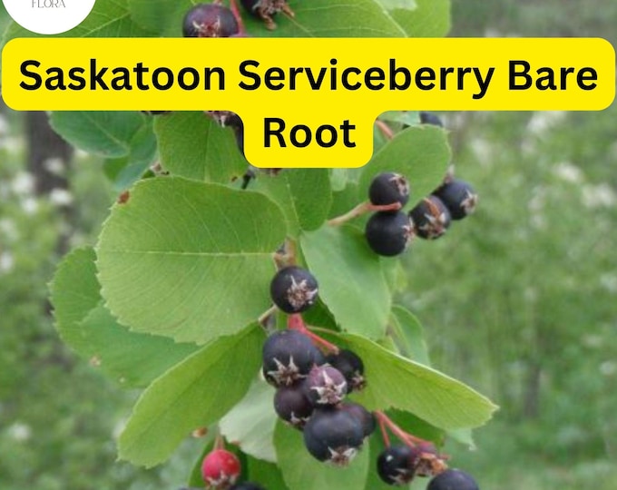 Saskatoon Serviceberry Tree pack of 2, Amelanchier Alnifolia, Similar ...