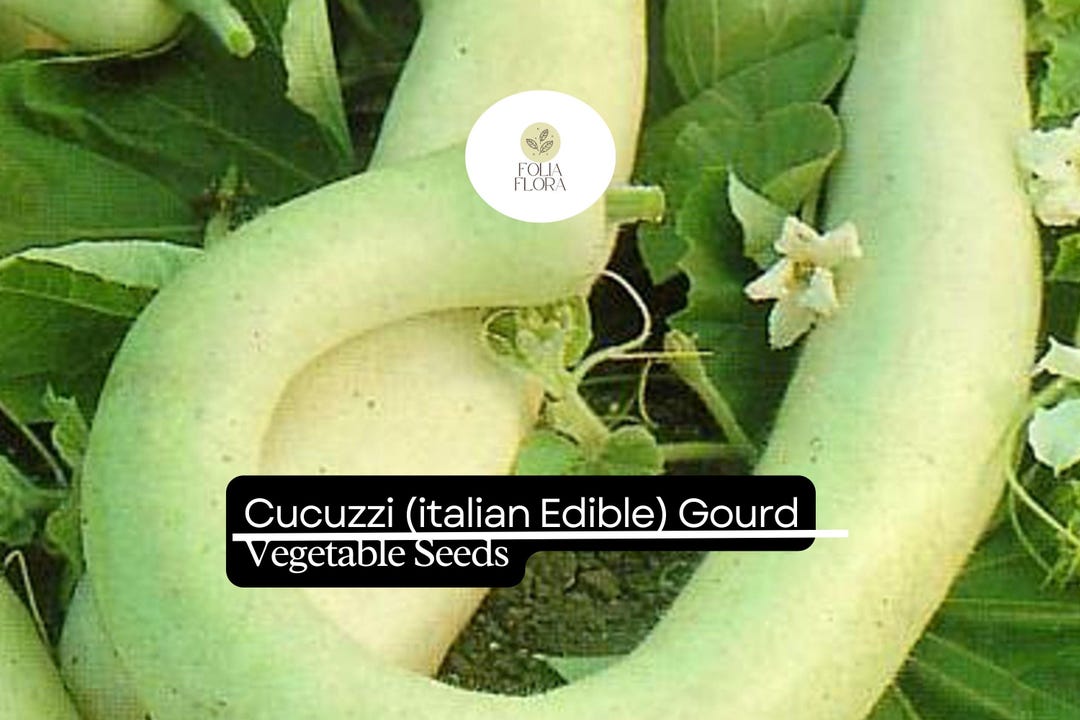 10 Seeds Cucuzzi Italian Edible Gourd Lagenaria Siceraria | Heirloom ...