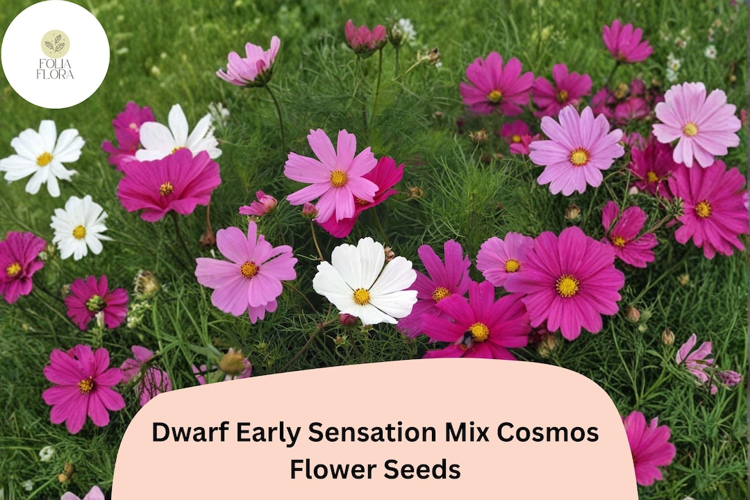 200+ Dwarf Early Sensation Cosmos Seeds | Compact Cosmos Mix | Pink ...