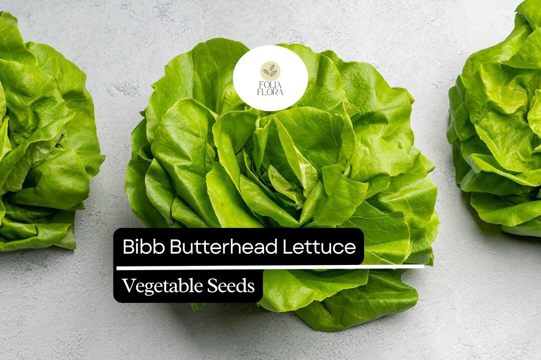500 Seeds Bibb Lettuce - Lactuca Sativa, Butterhead Lettuce Variety ...