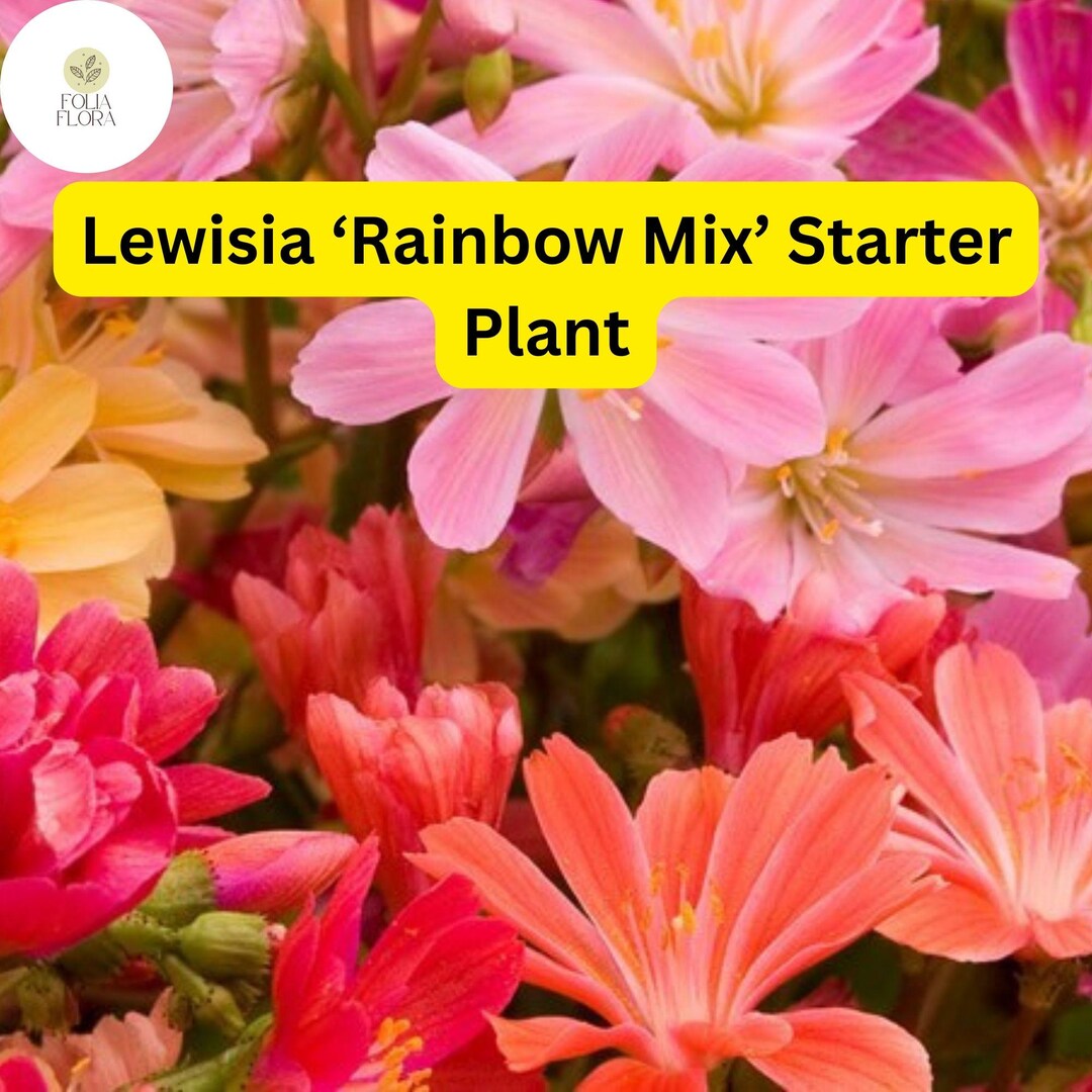 1 Live Starter Plant Lewisia ‘rainbow Mix’, Hardy Succulent, Colorful ...