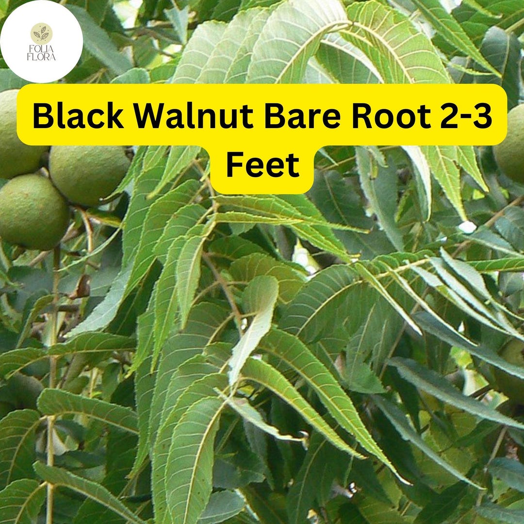 1 Juglans Nigra Black Walnut Tree - Live Bare Root Plant 2-3 Feet for ...