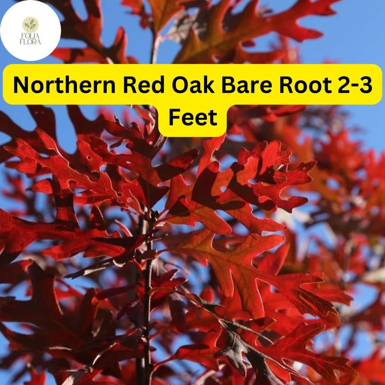 1 Northern Red Oak Tree (quercus Rubra) - Live Bare Root Plant 2-3 Feet ...