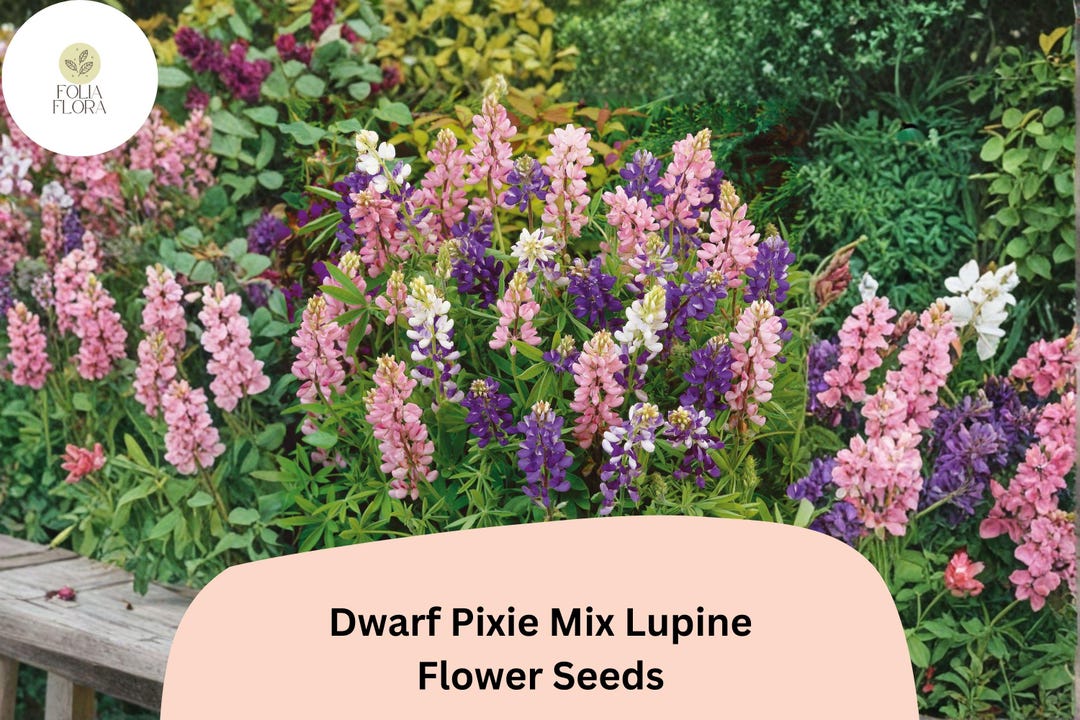 25+ Dwarf Pixie Mix Lupine Seeds | Lupinus Nanus | Compact Blooms in ...