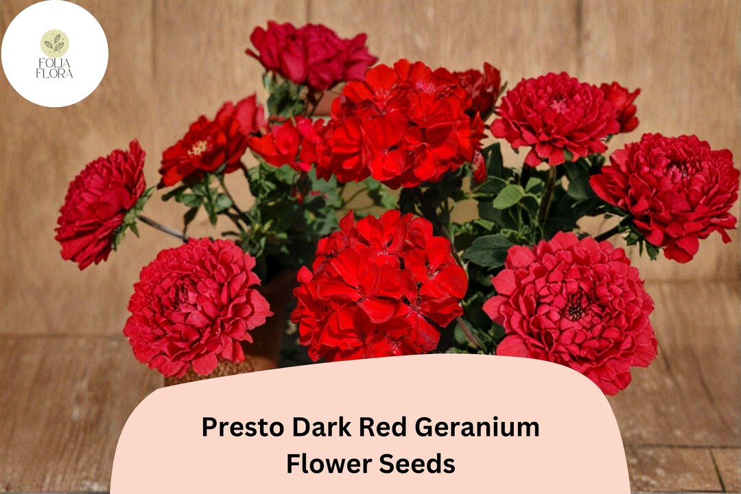 25+ Presto Dark Red Geranium Seeds | Compact Zonal Geranium | Deep Red ...