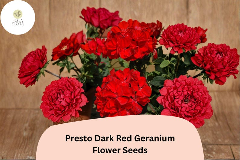 25+ Presto Dark Red Geranium Seeds | Compact Zonal Geranium | Deep Red ...