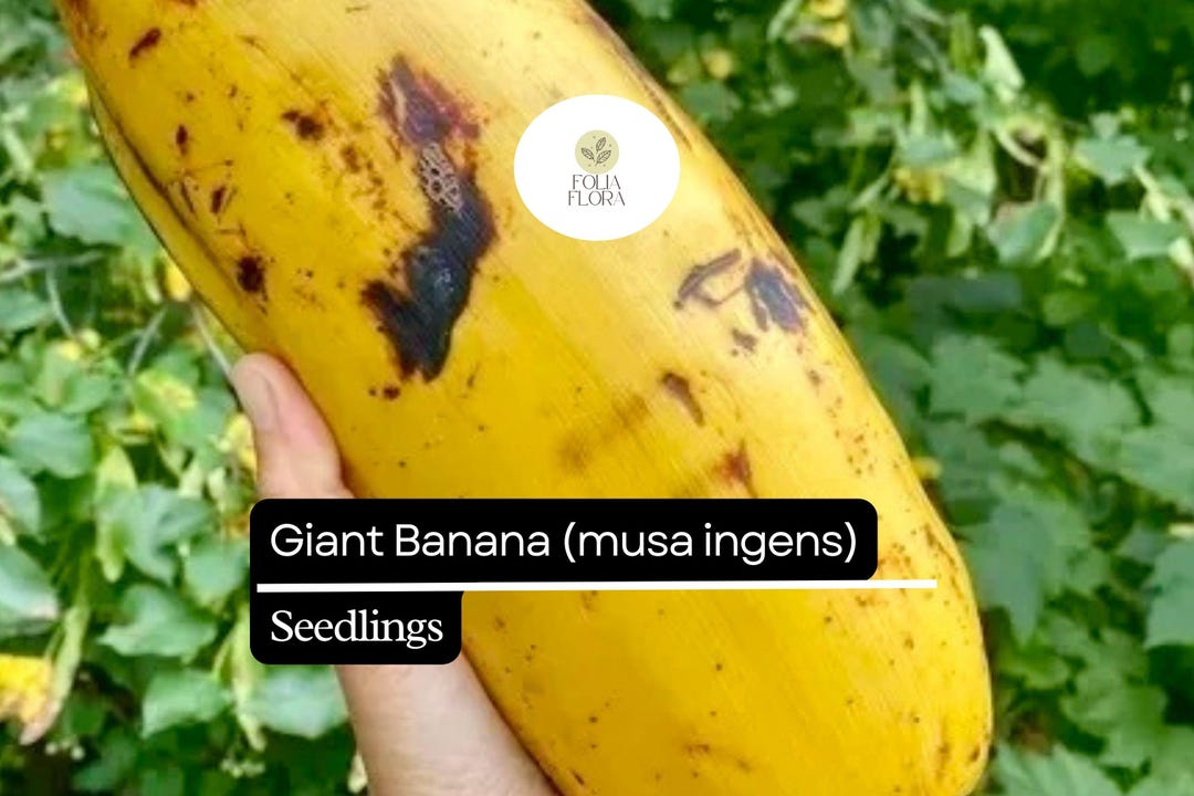 1 Seedling Largest Giant Banana Live Fruit Plant (musa Ingens) - Etsy
