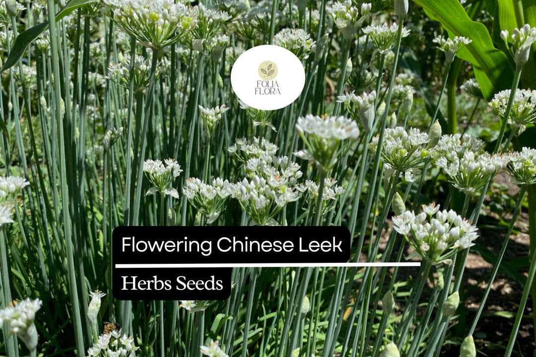 250mg Flowering Chinese Leek Seeds Allium Tuberosum | Non-gmo, Heirloom ...