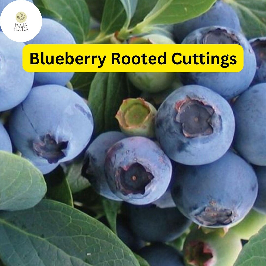 1 Blueberry Plant, Rooted Cutting, Live Bare Root Starter, Easy to Grow ...