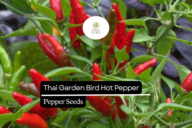 250mg Thai Garden Bird Hot Pepper Seeds Capsicum Annuum Very Hot, Non ...
