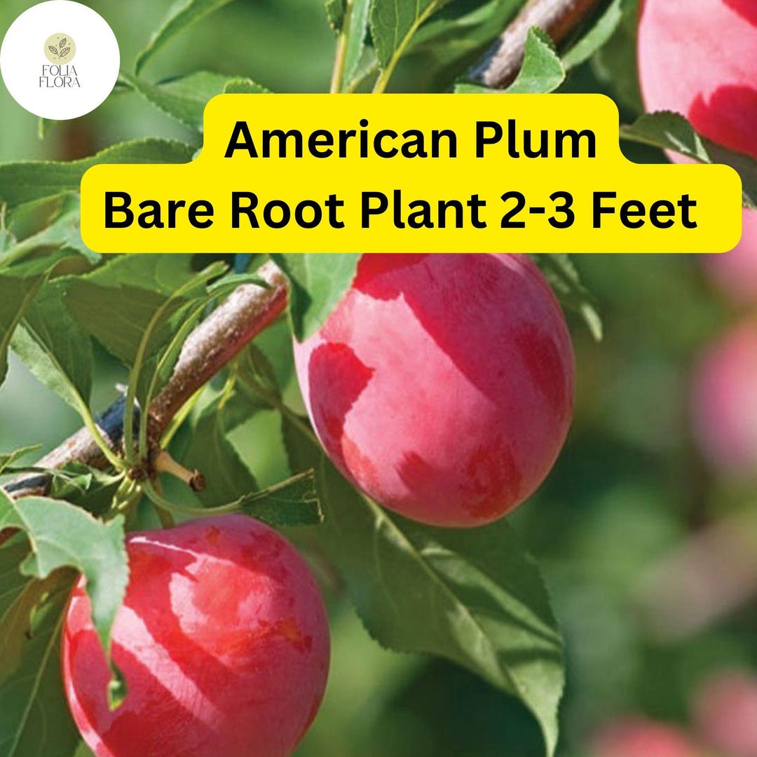 1 American Plum Tree (prunus Americana) - Live Bare Root Plant for ...
