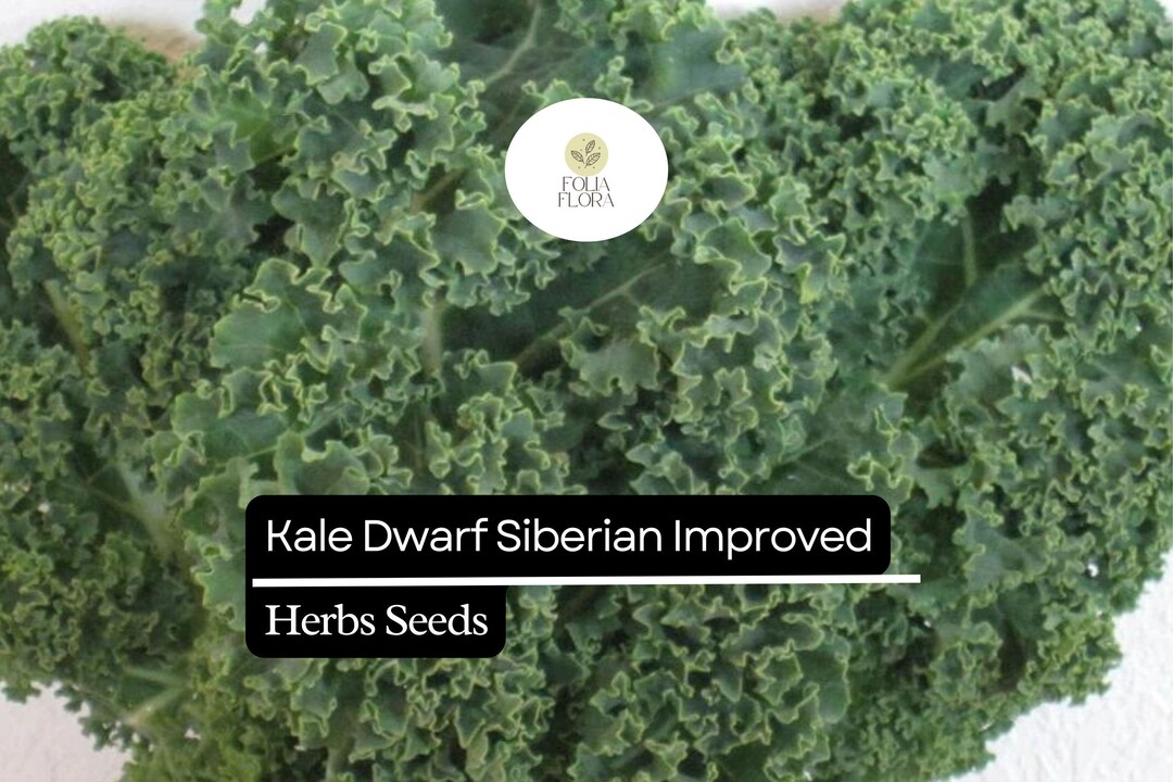 1g Kale Dwarf Siberian Improved Seeds Brassica Oleracea | Cold-hardy ...