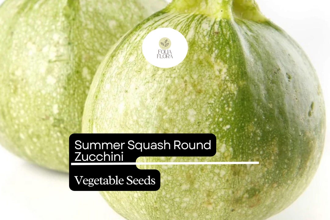 Round Zucchini Seeds | Non-gmo Summer Squash (1g) - Etsy