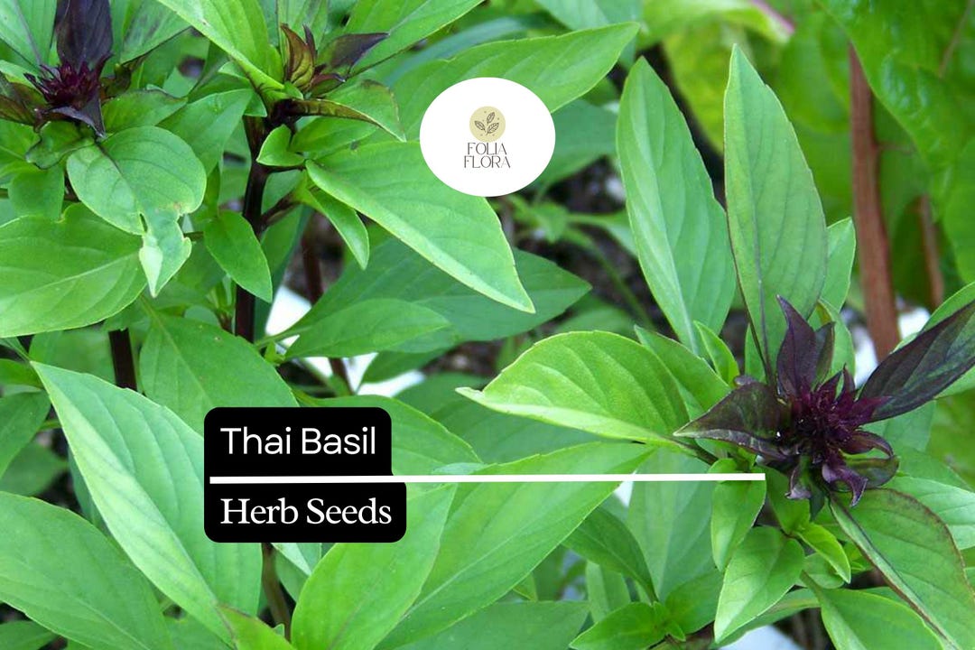 200 Thai Basil Seeds – Ocimum Basilicum Var. Thyrsiflora – Heirloom ...