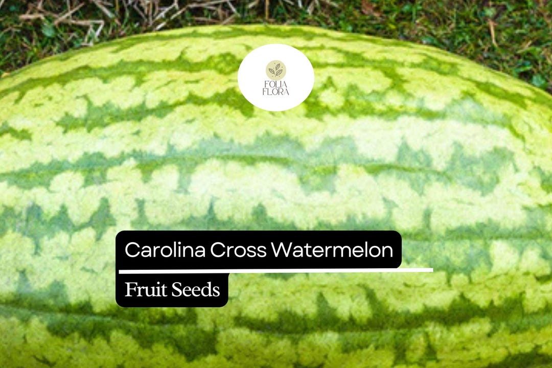 5 Seeds Carolina Cross Watermelon (citrullus Lanatus) – Giant Sweet ...