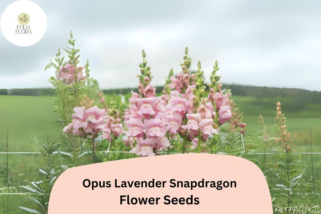 Antirrhinum Majus Opus Lavender Snapdragon Seeds – 1000+ Soft Purple ...