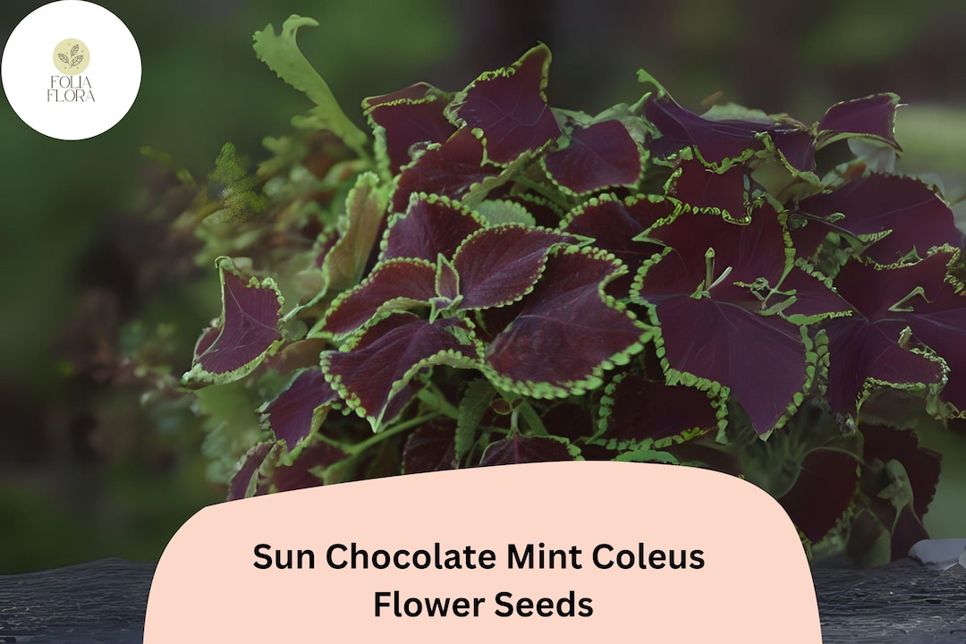 Chocolate Mint Coleus Seeds | Green & Brown Foliage Plant - Etsy
