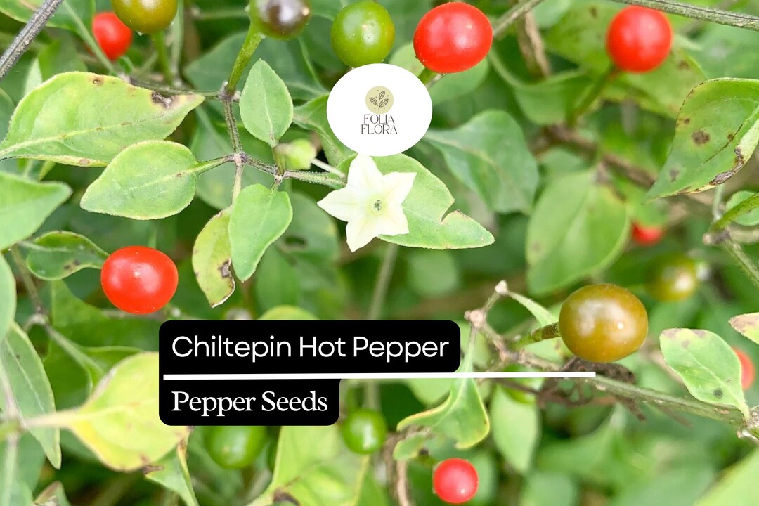 250mg Chiltepin Hot Pepper Seeds Capsicum Annuum | Wild Chili, Very Hot ...