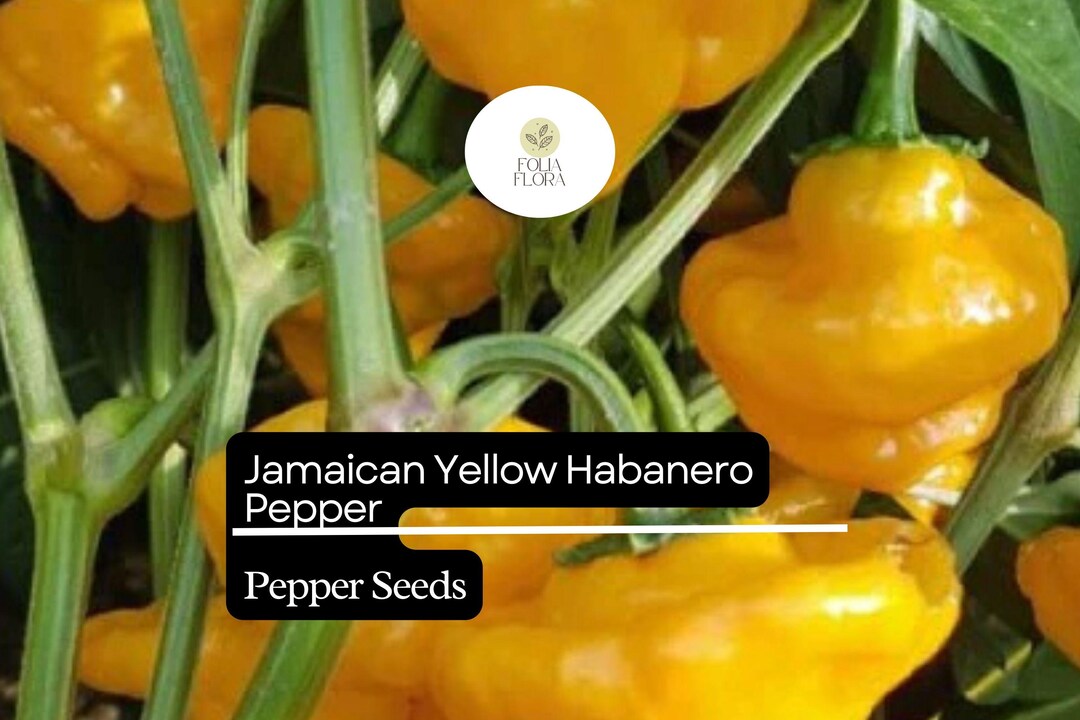 25 Jamaican Yellow Habanero Pepper Seeds – Capsicum Chinense – Extra ...