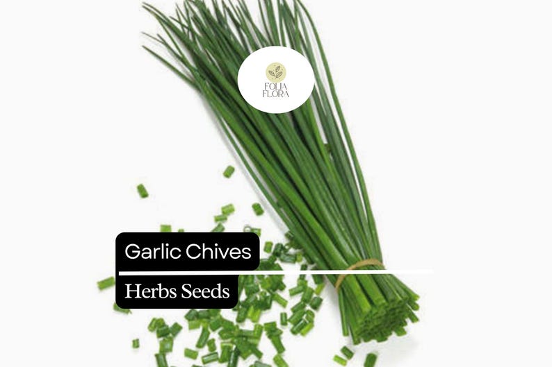 300mg Garlic Chives Seeds Allium Tuberosum | Heirloom, Non-gmo ...