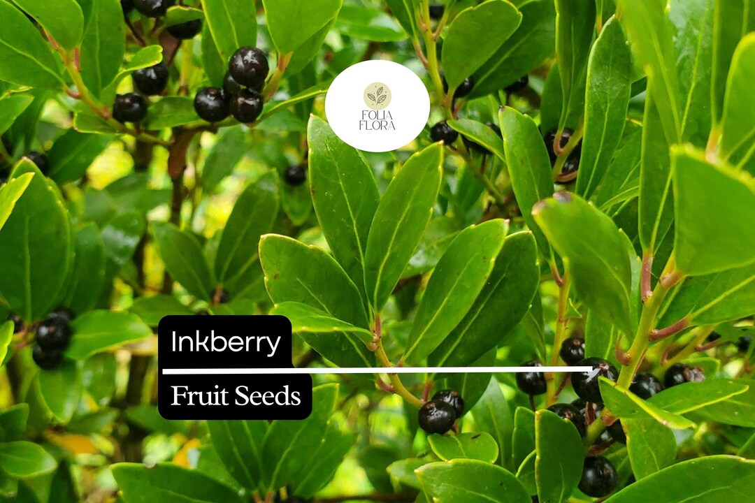 Inkberry Seeds (ilex Glabra) | 25 Seeds | Evergreen Shrub for Wildlife ...