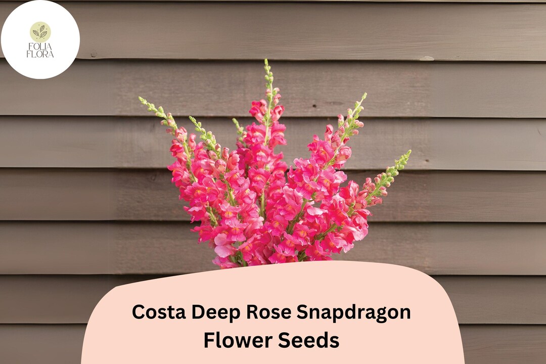 Costa Deep Rose Snapdragon Seeds (antirrhinum Majus) | 1000+ Seeds ...