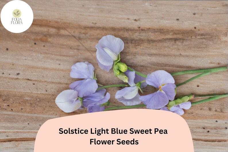 Solstice Light Blue Sweet Pea Seeds | Lathyrus Odoratus Climbing Vine ...